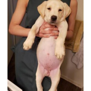 Dog Stomach Bloat and Home Remedies! - We Love Doodles
