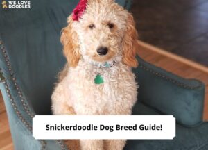 Snickerdoodle Dog Breed Guide! (2024) - We Love Doodles