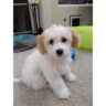 Snickerdoodle Dog Breed Guide! (2024) - We Love Doodles
