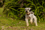 Snickerdoodle Dog Breed Guide! (2024) - We Love Doodles
