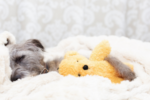 Snickerdoodle Dog Breed Guide! (2024) - We Love Doodles