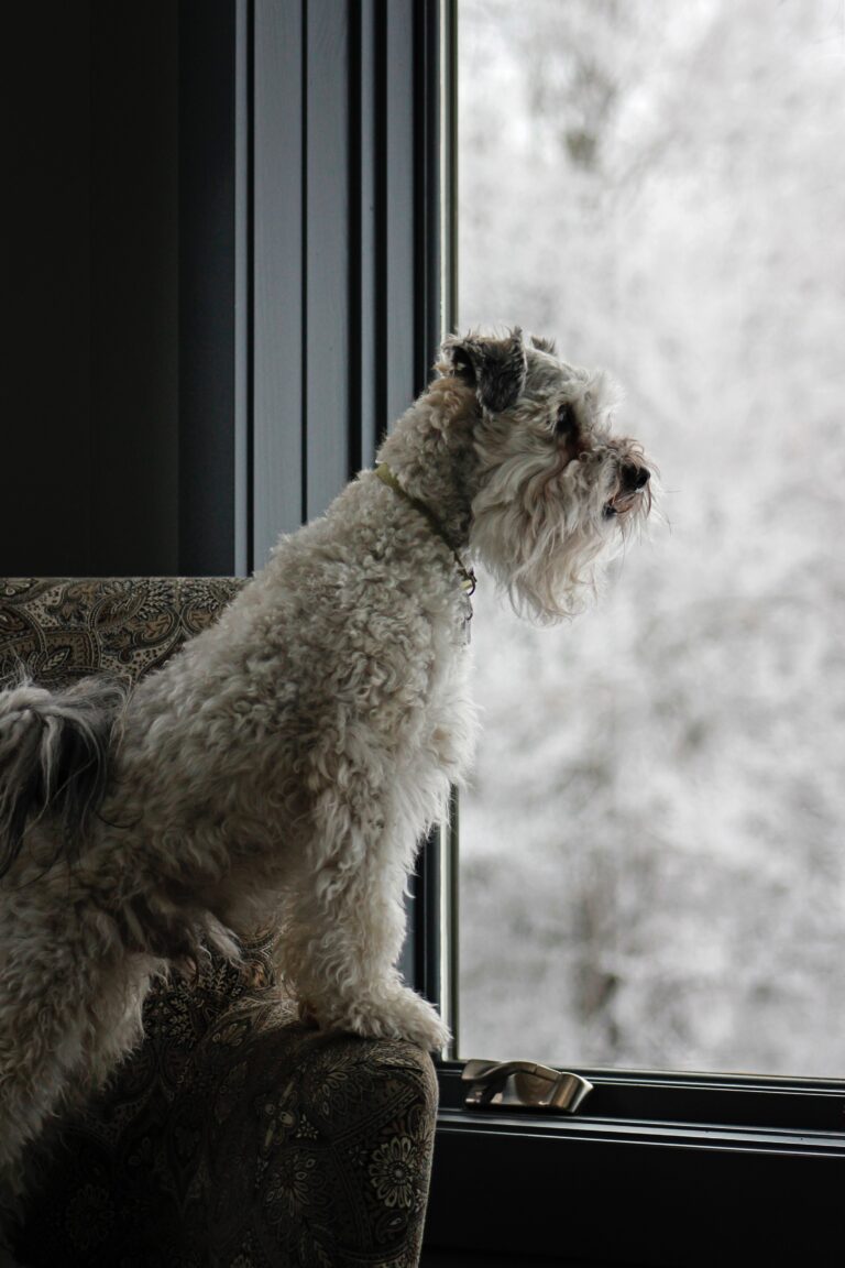 Snickerdoodle Dog Breed Guide! (2024) - We Love Doodles