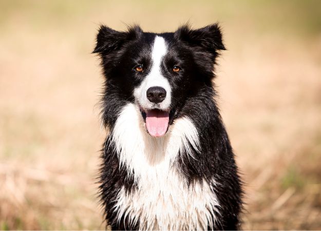 New Study: The 50 Most Popular Dog Breeds of 2024