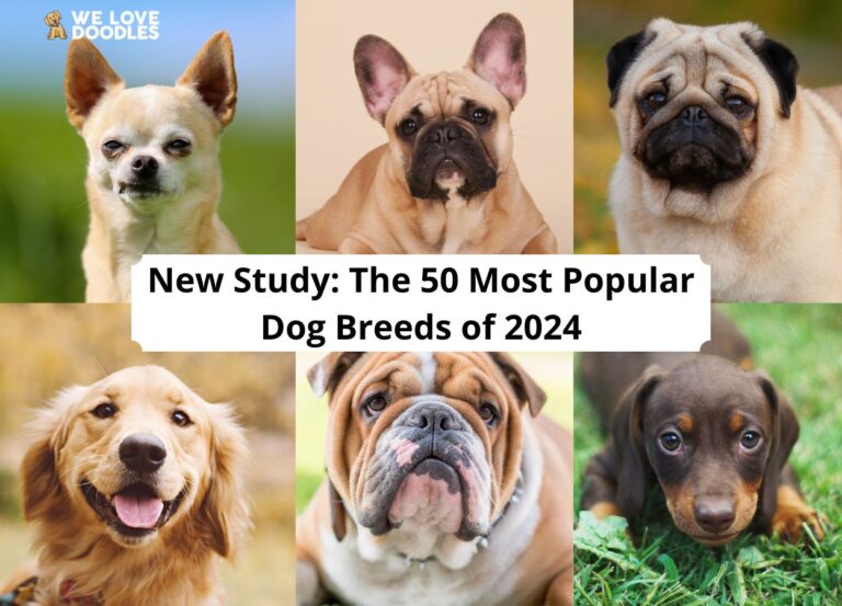 New Study: The 50 Most Popular Dog Breeds of 2024