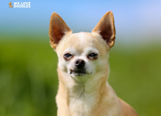 New Study: The 50 Most Popular Dog Breeds of 2024