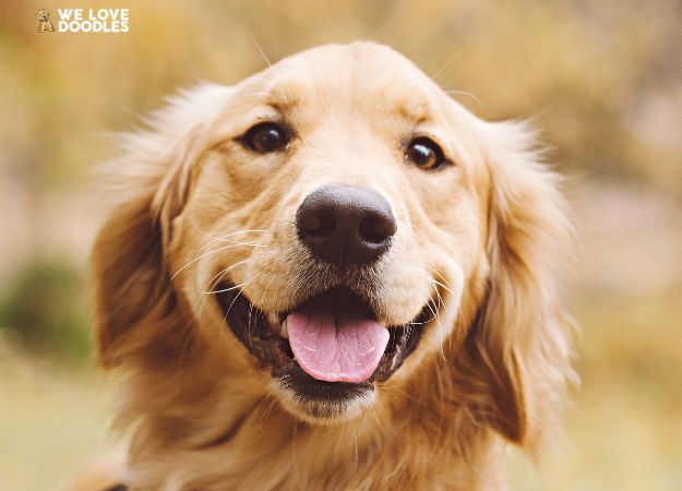New Study: The 50 Most Popular Dog Breeds of 2024