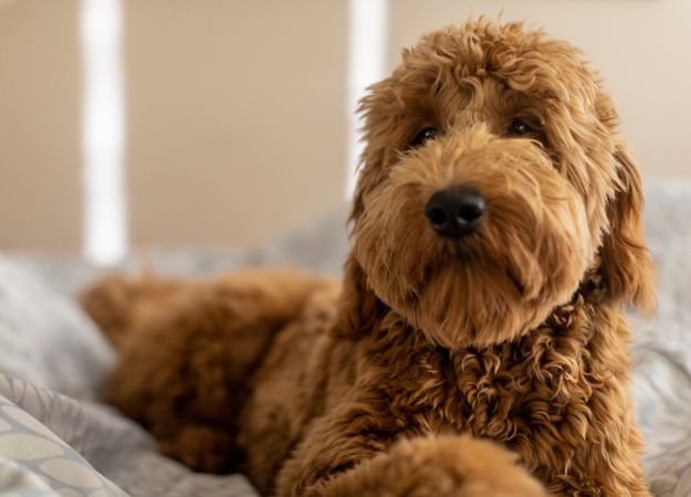 New Study: The 50 Most Popular Dog Breeds of 2024